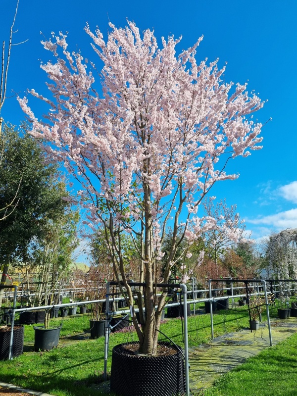 Sierkers 'Pandora', Prunus 'Pandora' kopen