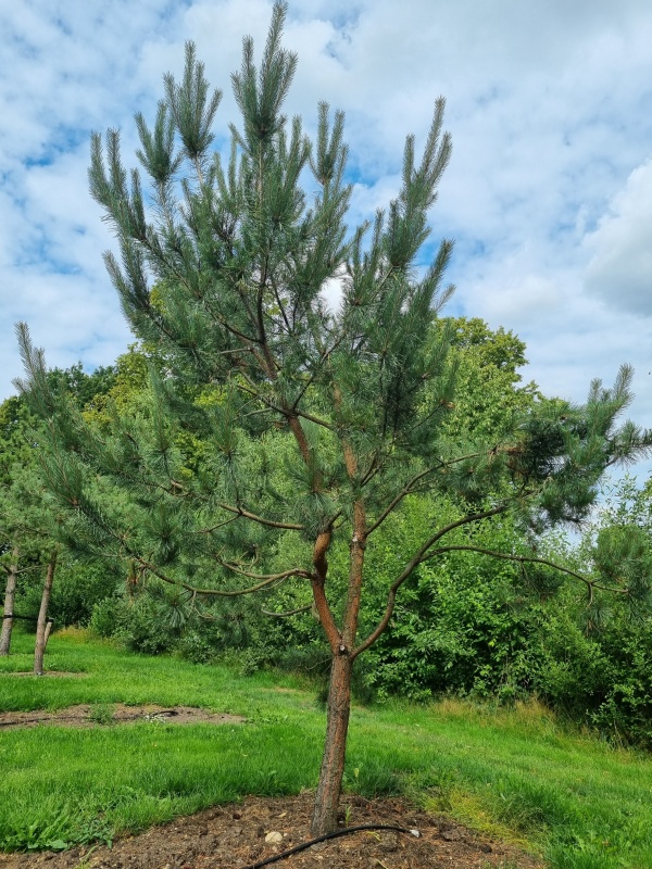 Grove Den, Pinus sylvestris kopen