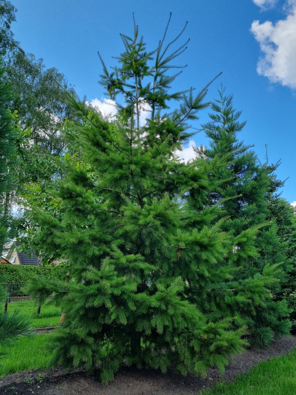 Douglasspar, Pseudotsuga menziesii kopen