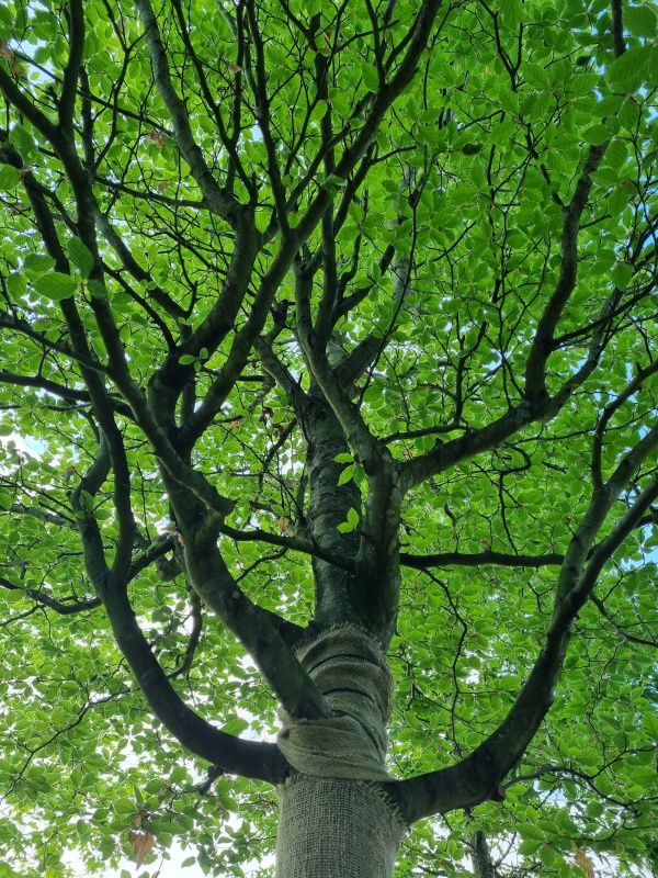 Gewone Beuk, Groene Beuk, Fagus sylvatica kopen