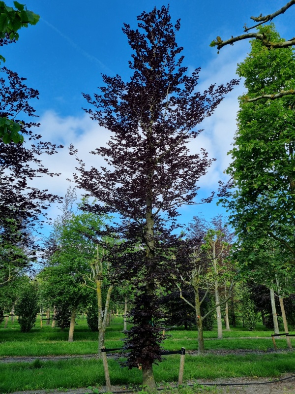 Rode Beuk 'Atropunicea', Fagus sylvatica 'Atropunicea' kopen