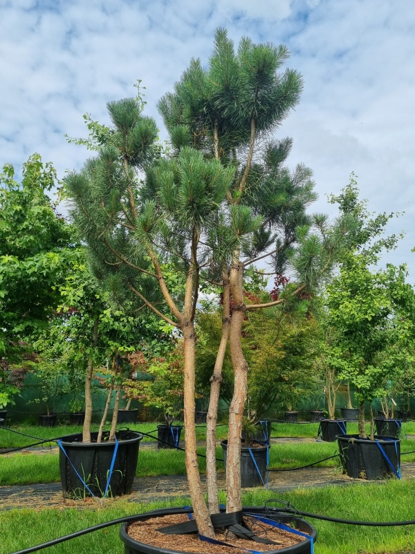Grove Den, Pinus sylvestris kopen