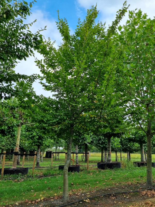 Haagbeuk, Carpinus betulus kopen