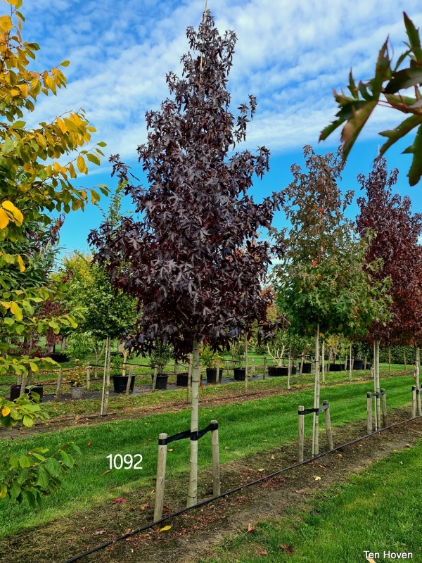 Amberboom 'Worplesdon', meerstammig, Liquidambar styraciflua 'Worplesdon' kopen