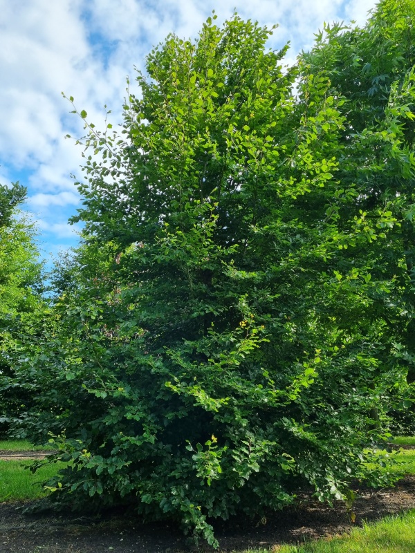 Gewone Beuk, Fagus sylvatica kopen