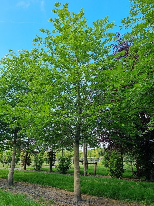 Gewone Beuk, Groene Beuk, Fagus sylvatica kopen