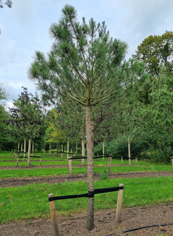 Parasolden, Pinus pinea kopen