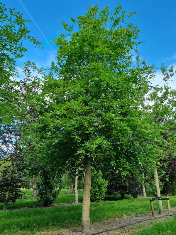 Gewone Beuk, Groene Beuk, Fagus sylvatica kopen