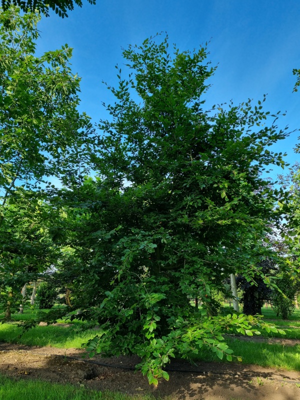 Gewone Beuk, Fagus sylvatica kopen