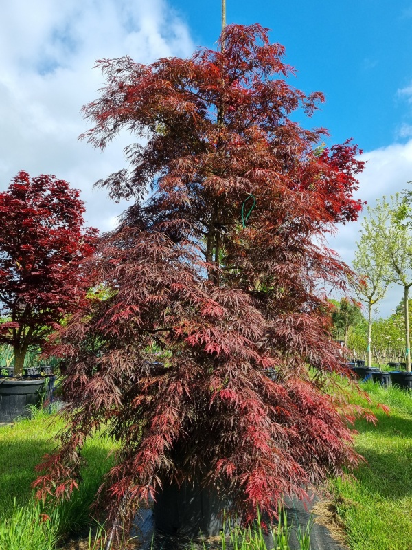 Een bijzonder Acer palmatum 'Tamukeyama' kopen?