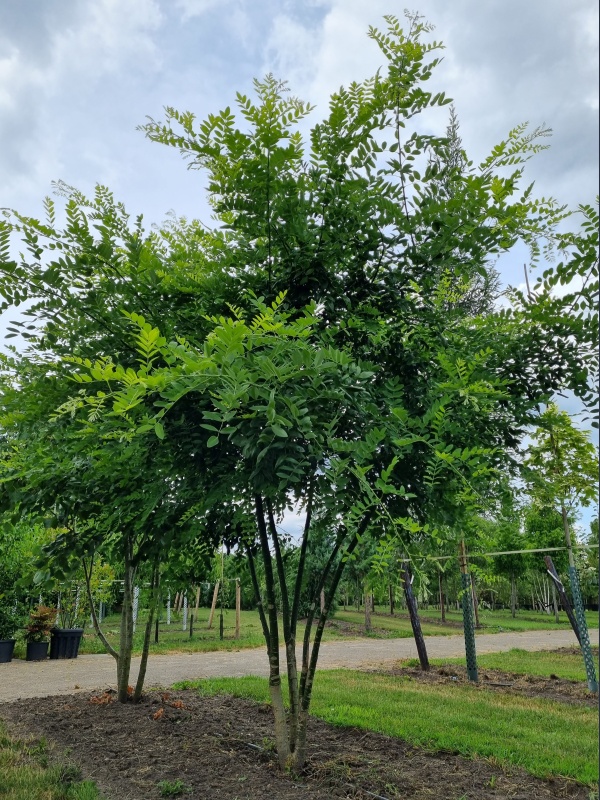 Honingboom, Sophora japonica kopen