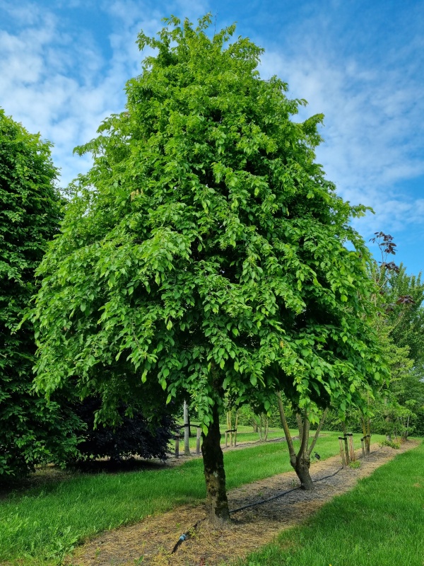 Haagbeuk, Carpinus betulus kopen