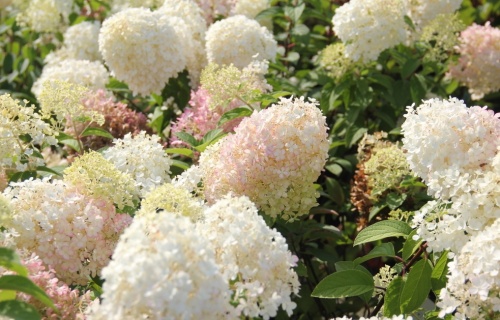Pluimhortensia 'Bobo', Hydrangea paniculata 'Bobo' kopen
