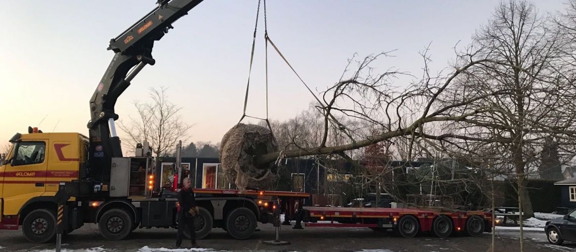 Aanplant en transport van grote bomen