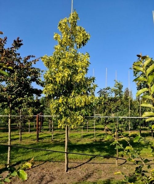 Amberboom 'Aurea', Liquidambar styraciflua 'Aurea' kopen