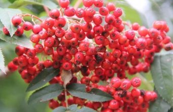 Lijsterbes (Sorbus aucuparia) kopen? | Ten Hoven Bomen