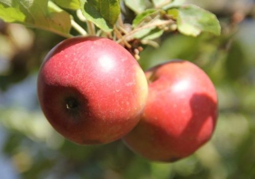 Appel 'Elstar' halfstam, Malus domestica 'Elstar' kopen