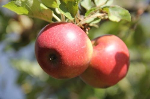 Appel 'Elstar' hoogstam, Malus domestica 'Elstar' kopen