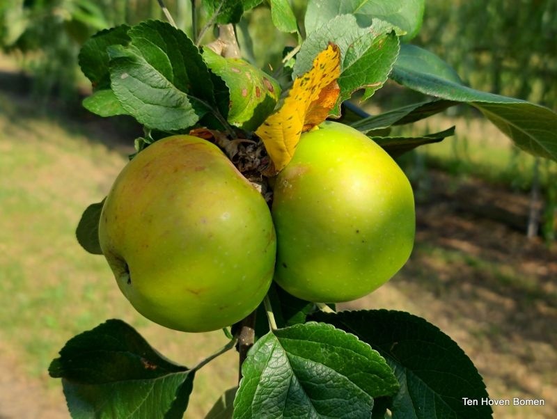 Appel 'Jacques Lebel', Malus domestica 'Jacques Lebel' kopen