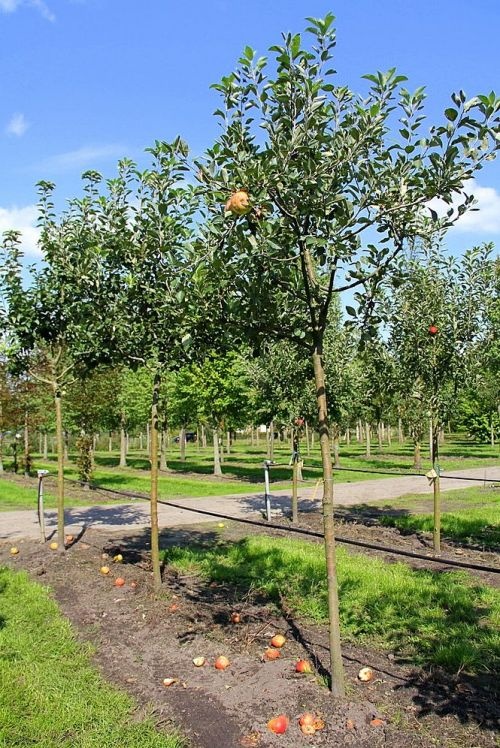 Appel 'James Grieve', Malus domestica 'James Grieve' kopen