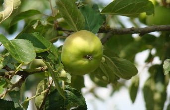 Appelbomen kopen