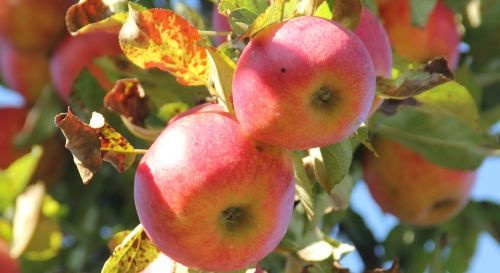 Appel 'Red Elstar' , Malus domestica 'Red Elstar' kopen
