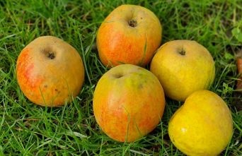 Appelbomen kopen