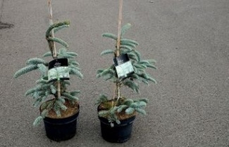 Sparren kopen? Bestel ze hier! | Ten Hoven Bomen