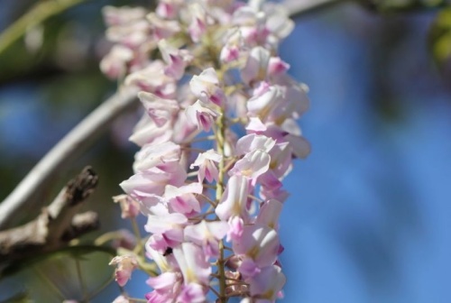 Blauwe regen, Wisteria floribunda 'Rosea' kopen
