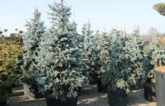 Sparren kopen? Bestel ze hier! | Ten Hoven Bomen