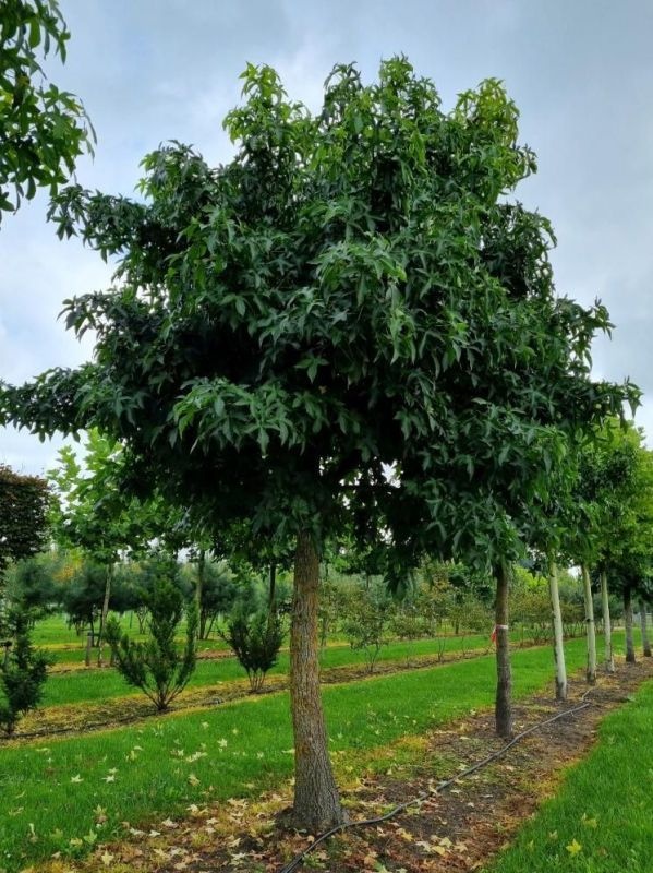Amberboom, meerstammig, Liquidambar styraciflua kopen