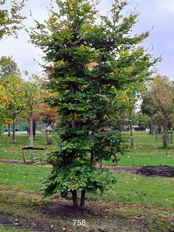 Groene Beuk, boogvorm, Fagus sylvatica kopen
