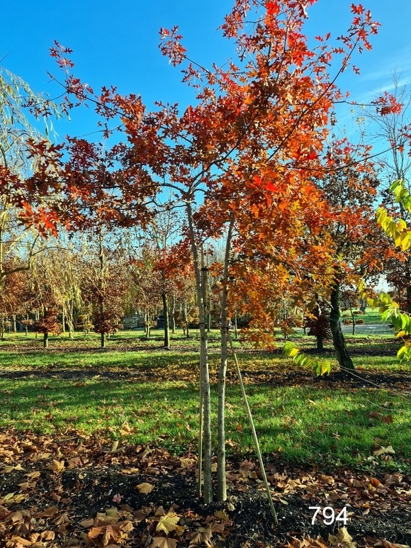 Moeraseik, meerstammig, Quercus palustris kopen
