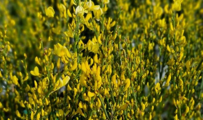Brem 'Allgold', Cytisus praecox 'Allgold' kopen