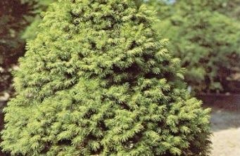 Sparren kopen? Bestel ze hier! | Ten Hoven Bomen