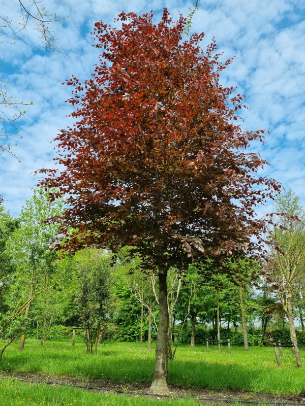 Rode Beuk 'Atropunicea', Fagus sylvatica 'Atropunicea' kopen