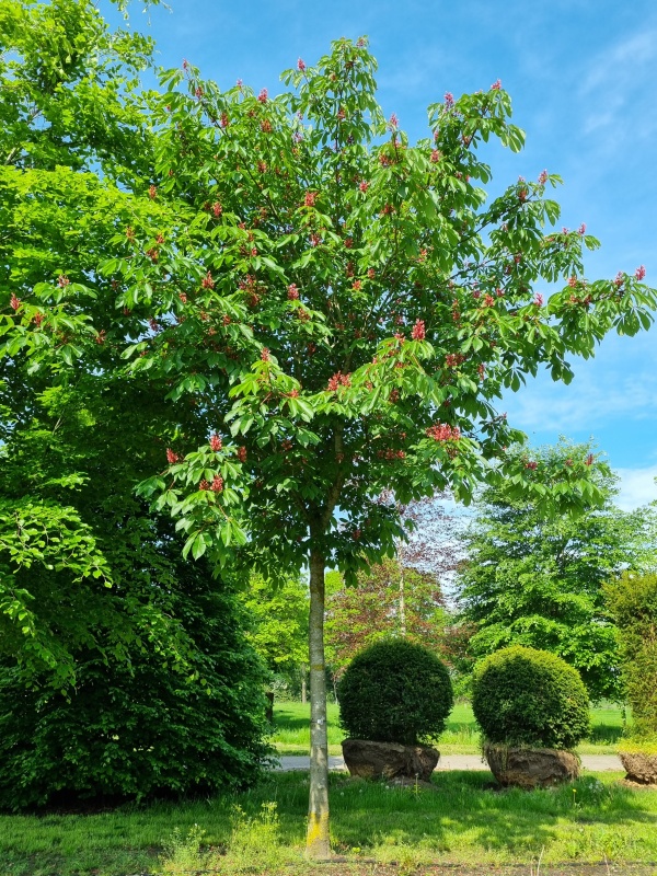 Kastanje, Aesculus pavia var. discolor kopen