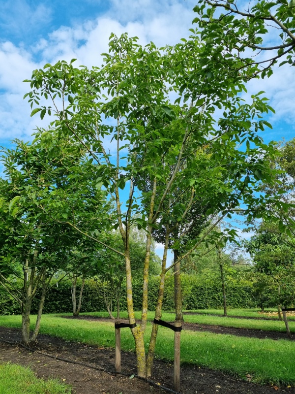 Walnootboom, Juglans regia kopen