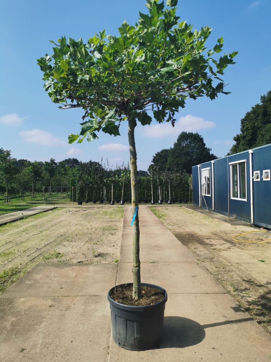 Dakplataan, Platanus x hispanica / Platanus acerifolia kopen