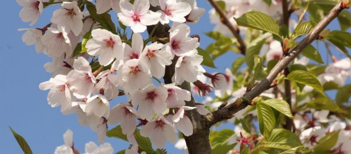 De voorjaars bloesembomen gaan weer bloeien!