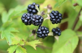 Bramen uit eigen tuin? Verschillende soorten bramen te koop
