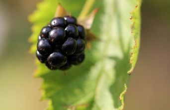 Bramen uit eigen tuin? Verschillende soorten bramen te koop