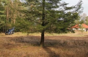 Sparren kopen? Bestel ze hier! | Ten Hoven Bomen