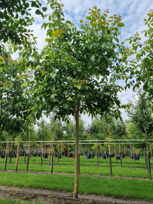 Walnoot, Juglans regia kopen