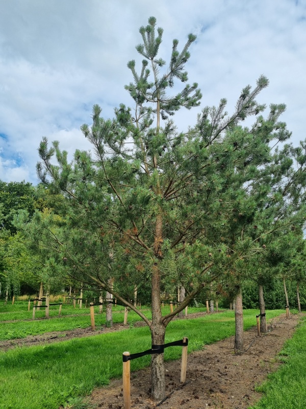 Grove Den, Pinus sylvestris kopen