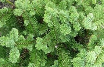 Sparren kopen? Bestel ze hier! | Ten Hoven Bomen