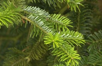 Sparren kopen? Bestel ze hier! | Ten Hoven Bomen