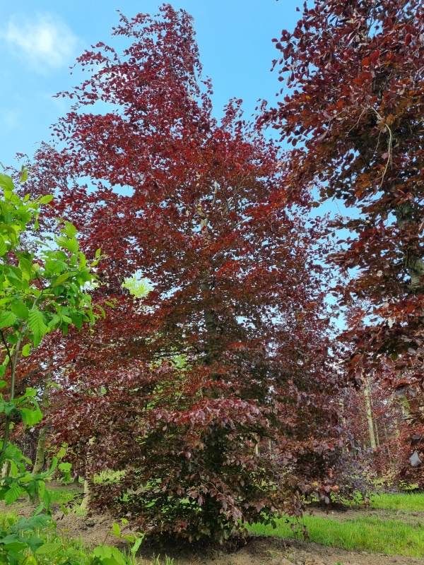 Zoekt u een grote rode beuk? Nr 1000 is al een hele hoge boom.