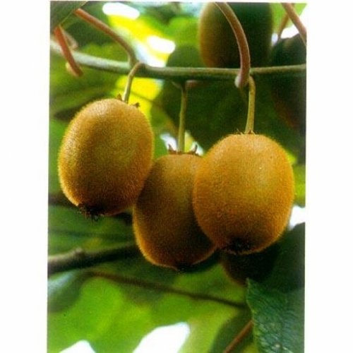 Gele kiwi, Actinidia delicosa 'Kiwi Gold' kopen