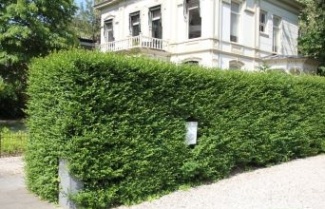 Bosplantsoen loofhout